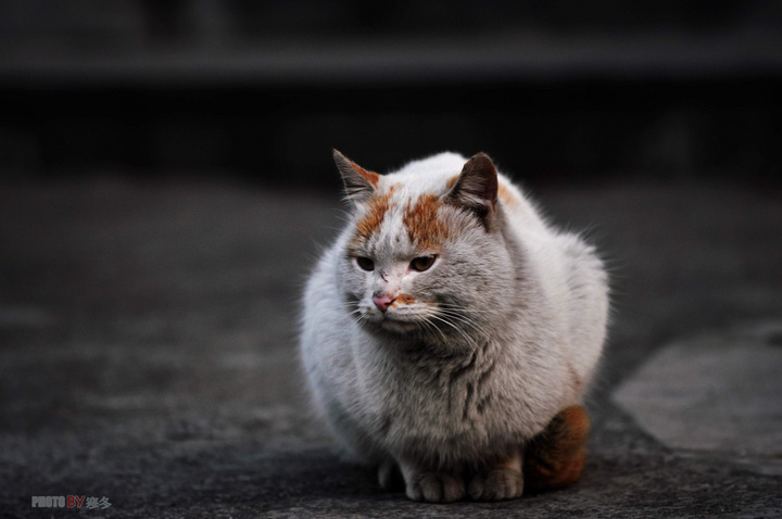 一只流浪猫摄影图片上海纪实摄影 寒冬视线 太平洋电脑网摄影部落
