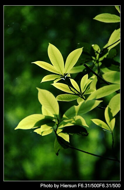 张家界植物篇绿色的宝库摄影图片湖南张家界森林公园生态摄影 猫叨鱼的鹭岛生活 太平洋电脑网摄影部落