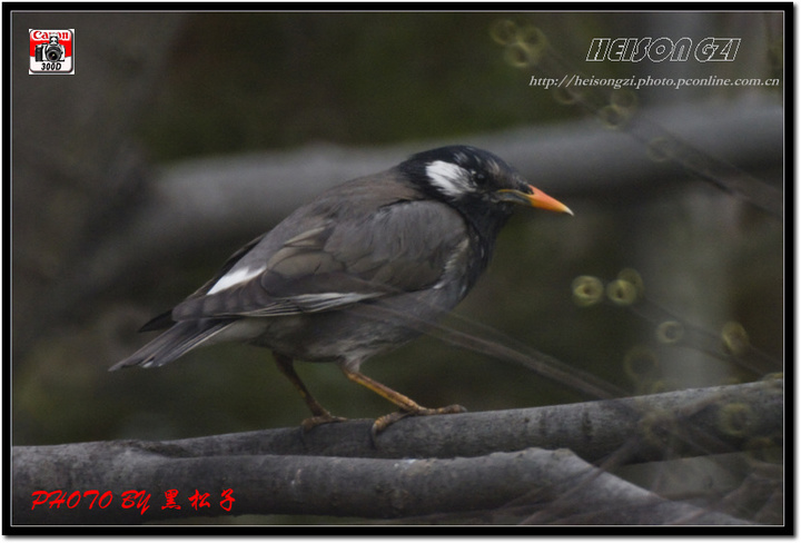 鸟类 灰椋鸟 佳能 EOS 300D 样张 PConline数码相机样张库