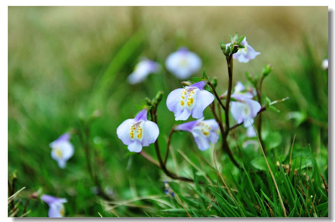通泉草 - 尼康 D90(配18-105mm镜头) 样张 - PConline数码相机样张库