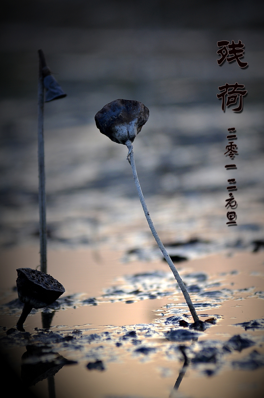 残荷 - 尼康 D90 样张 - PConline数码相机样张库