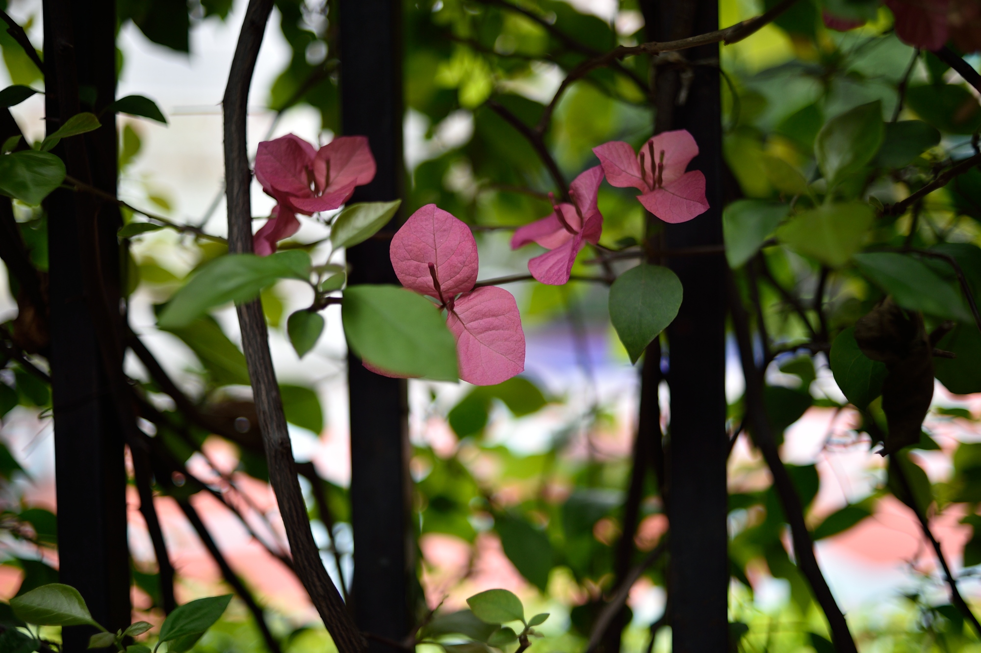 【尼康D4S实拍样张摄影图片】生活摄影_PConline数码相机频道_太平洋电脑网摄影部落