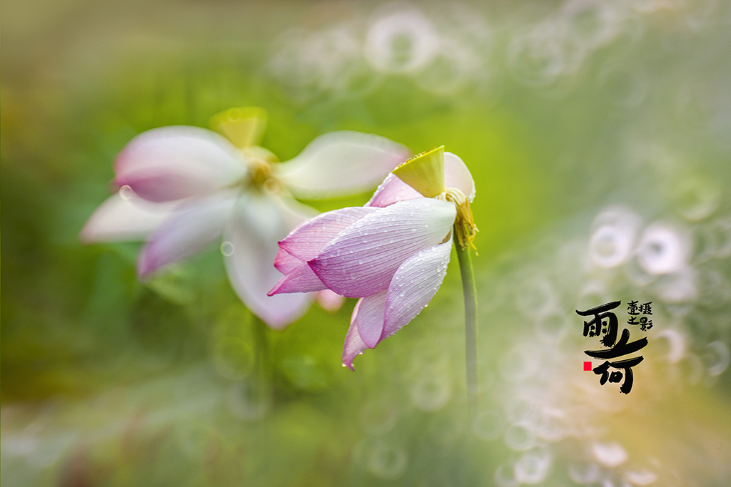 【雨荷 —— 雨羞羞,风碎碎。点点霏霏,莲脸清珠坠摄影图片】生态摄影浪打浪太平洋电脑网摄影部落